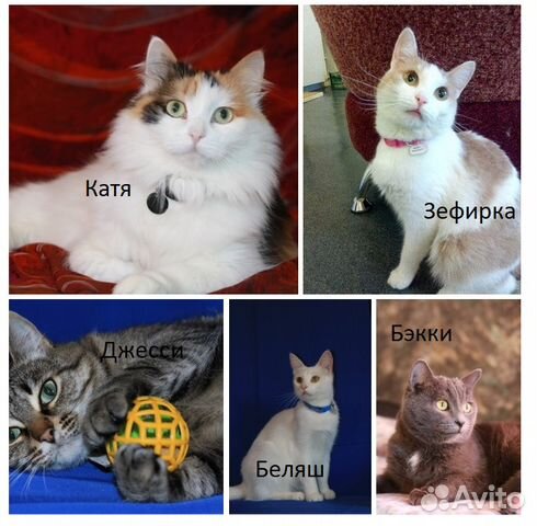 Красивые спасенные котейки ищут семьи