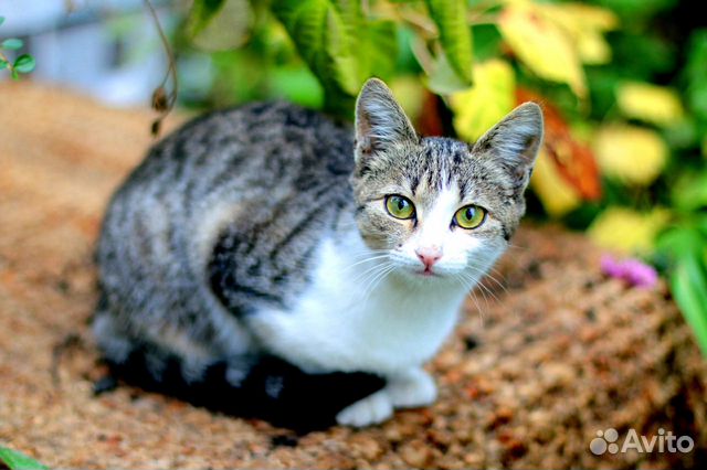 Кошка Мурочка