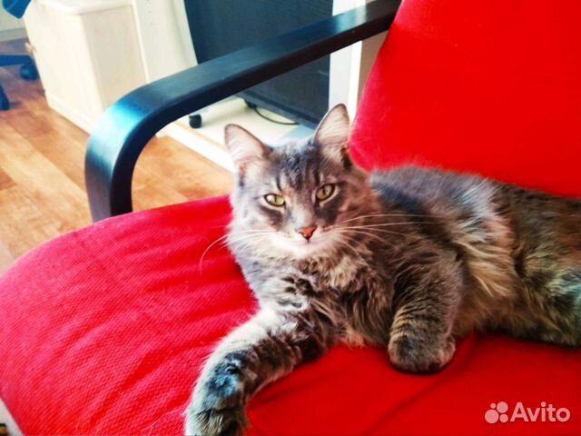 В добрые руки