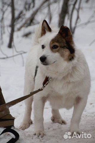 Боб в поиске дома