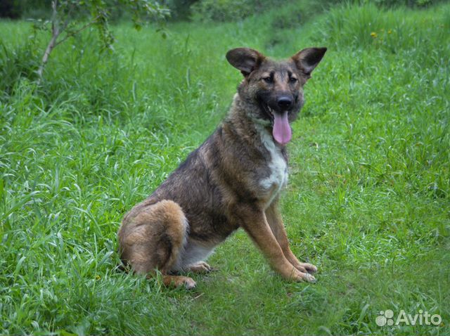 Гретта- собака-радость