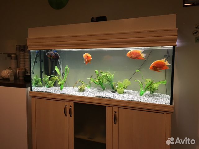 Обмен цихлидами рыбками