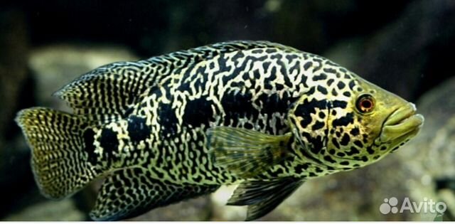 Манагуанские цихлазомы