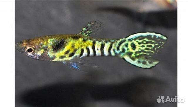 Рыбки гуппи тигровые