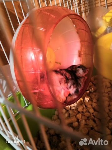 Продам хомяков