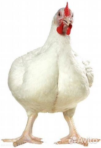 Бройлер кобб500 росс308