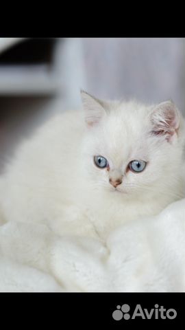 Породистый шотландский котенок с голубыми глазами