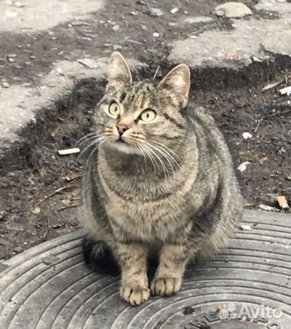 В добрые руки кошечка