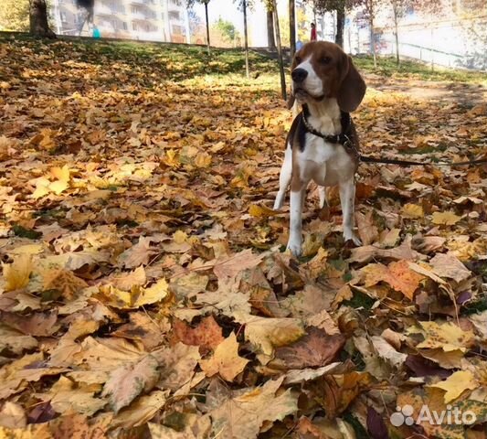 Вязка, мальчик бигль 2 года