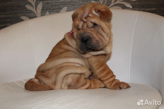 Красавцы щенки Шар-Пея