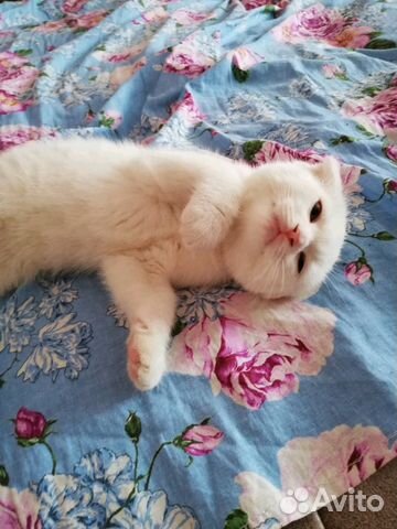 Котята шотландцы