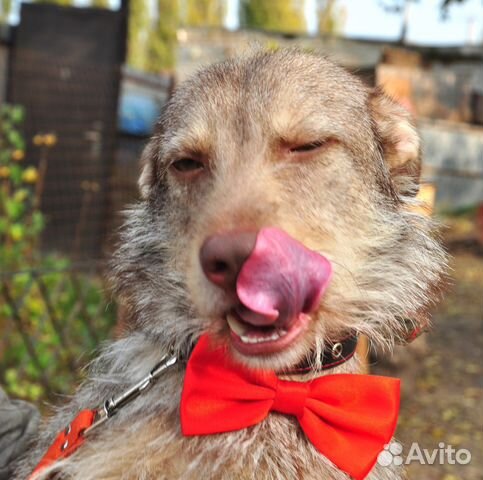 Лютик Очень красивый пес