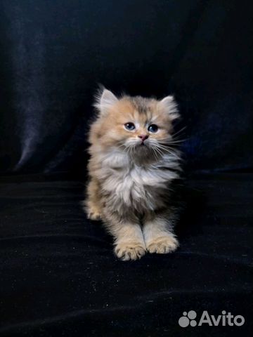 Котята британская шиншилла