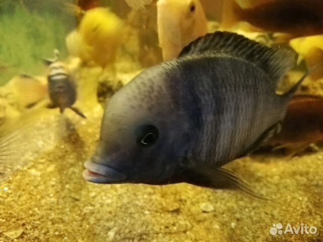 Рыба Дельфин