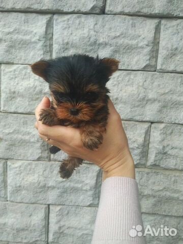 Продам Йорика