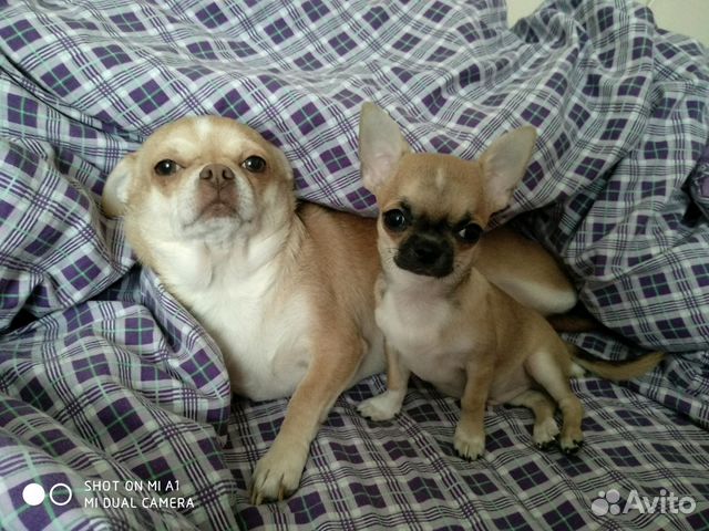 Чихуа сыночек