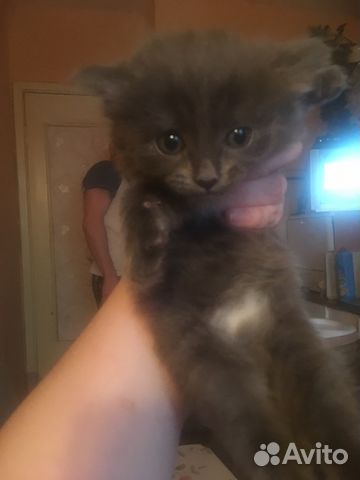 Кошечка 1 месяц