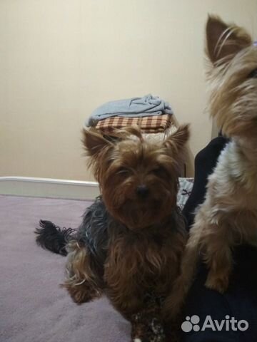 Продам Йорка