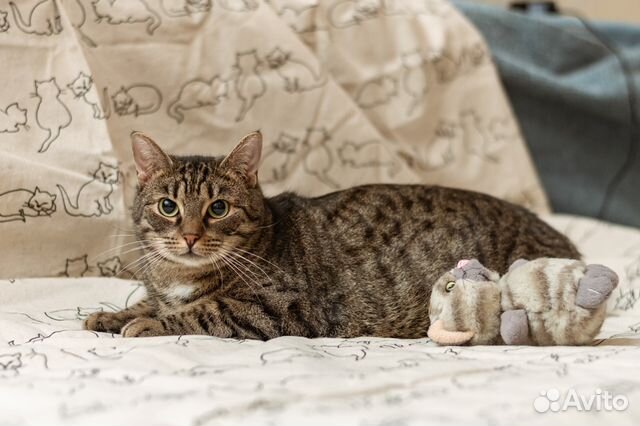 Шикарный кот Крюшон ищет дом