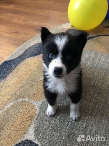 Щенок хаски