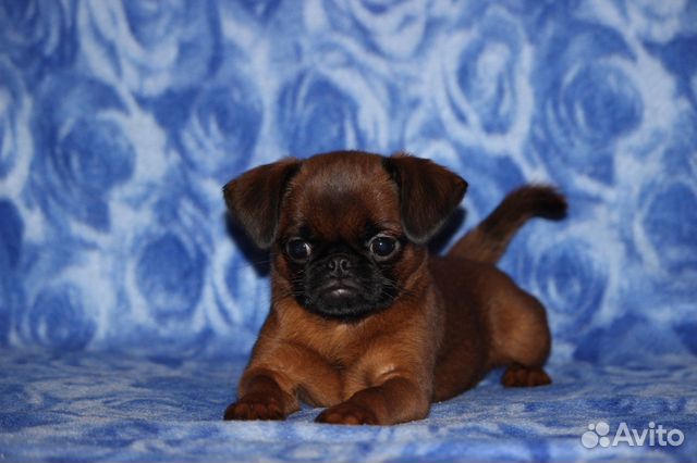 Очаровательные щенки Пти брабансона