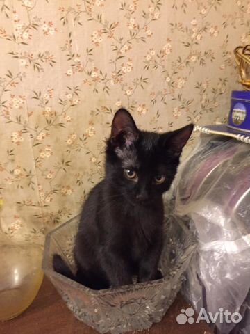 Черный котенок 2,5 мес