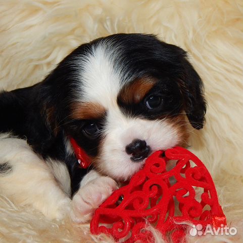 Щенки под резерв Кавалерчики