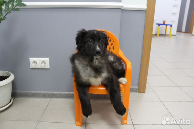 Щенок в добрые руки