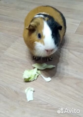 Морская свинка