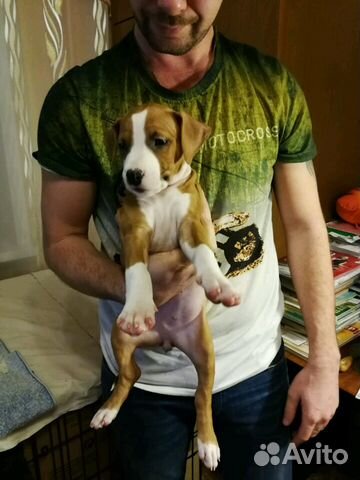 Девочка амер.стаффордширского терьера