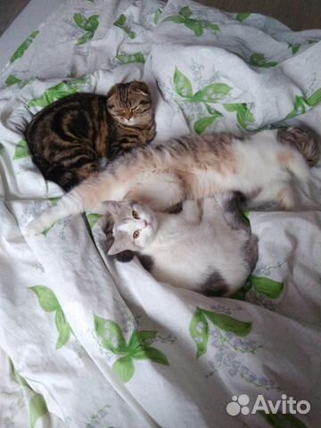 Отдам котенка с документами