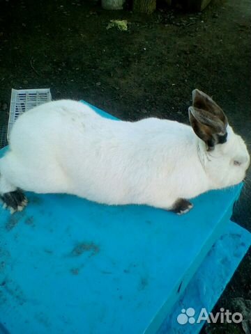 Калифорнийские кролики