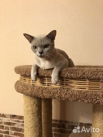 Бурманская кошечка