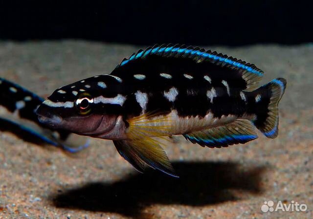 Юлидохромис (Julidochromis transcriptus) подростки