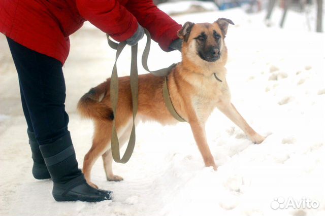 Некрупная добрая молоденькая собачка