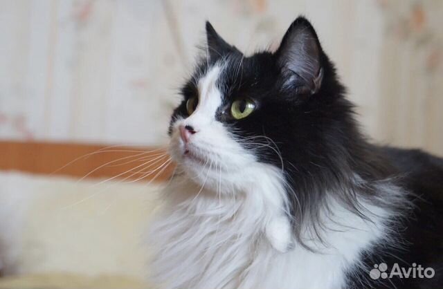 Кошка Даша в добрые руки