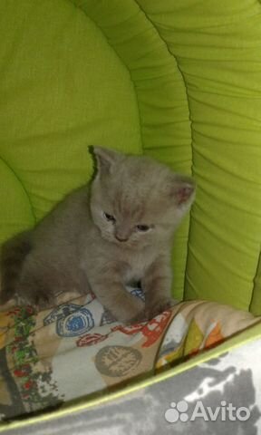 2 котенка(помесь шотландца и британки)