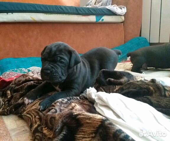 Щенок Кане Корсо