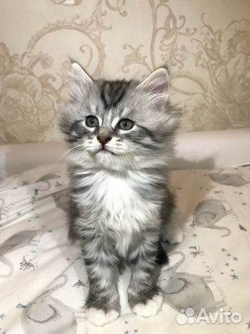 Очаровательные котята породы норвежская лесная