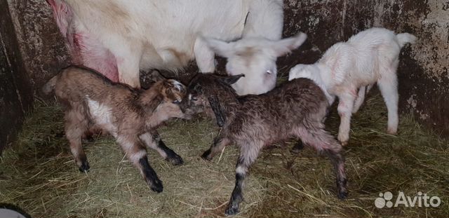 Новорождённые козлики и козлята 1.5мес
