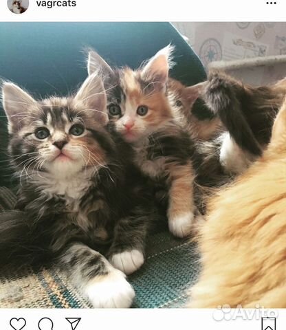 0бменяю на курочек, цесарку и тд