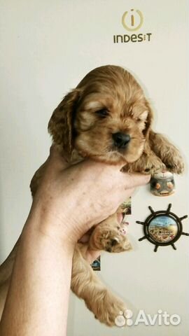 Американский кокер спаниель