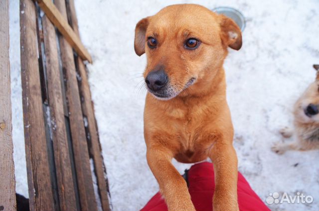 Долли в добрые ручки