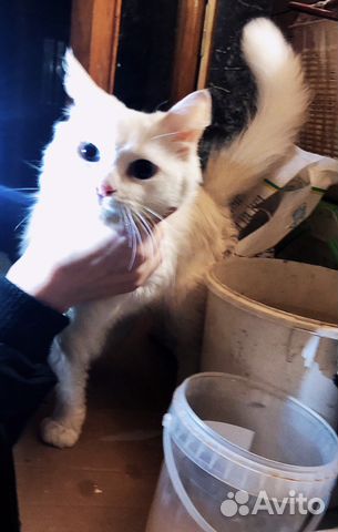 Кошечка в добрые руки