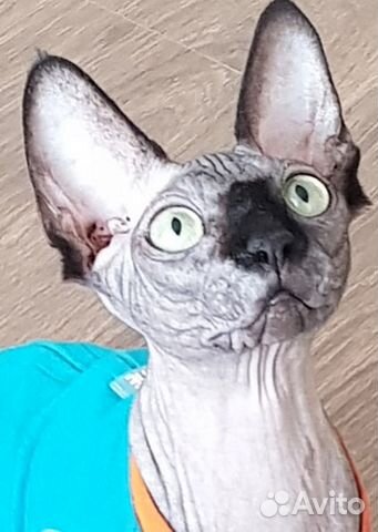 Багира, черная красавица