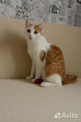 Рыжий котенок в добрые руки