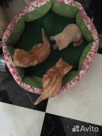 Шотландские котята