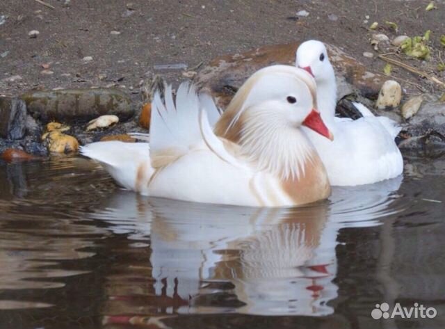 Утки декоративные