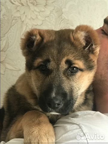 Щенок среднеазиатской овчарки