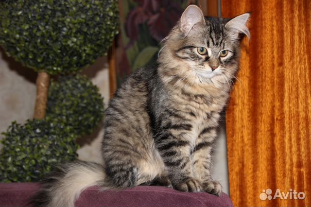 Пушистый котик 4.5 месяца бесплатно